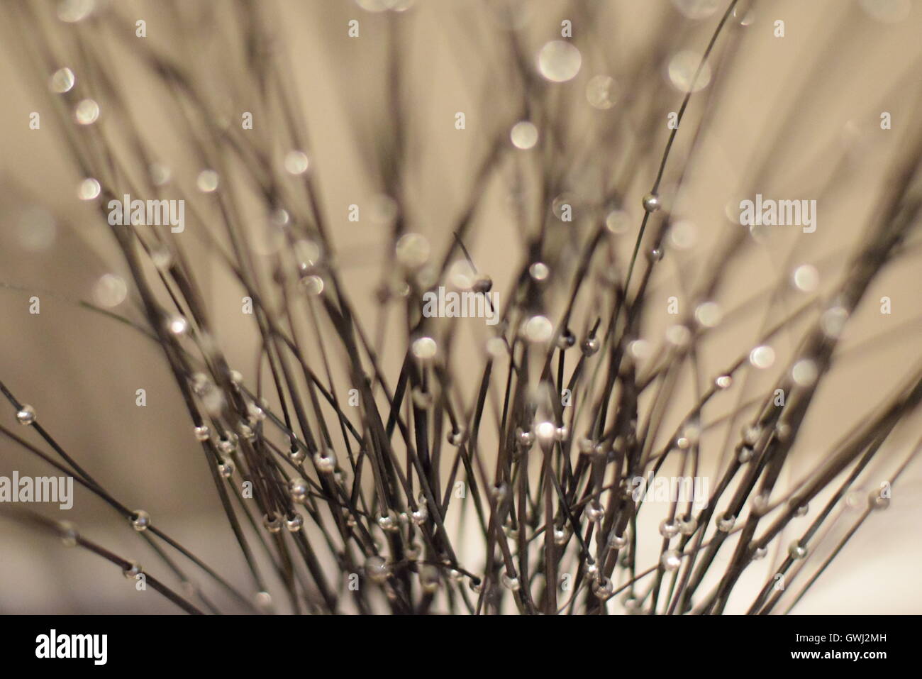 elegant and soft rain drops on twigs Stock Photo - Alamy