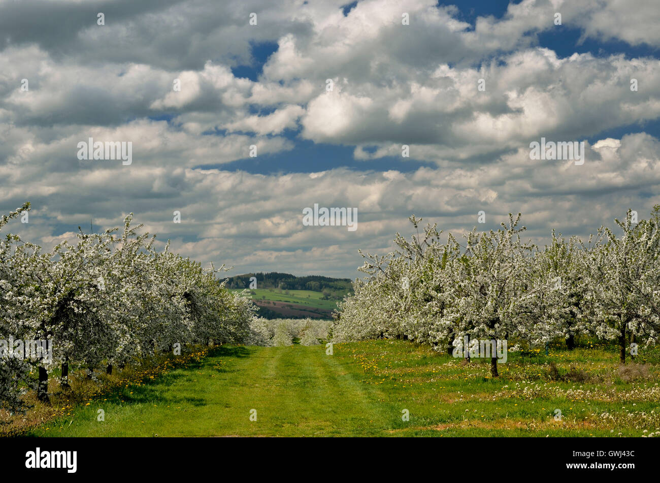 Obstplantage, Kirschplantage bei Kreischa Stock Photo - Alamy