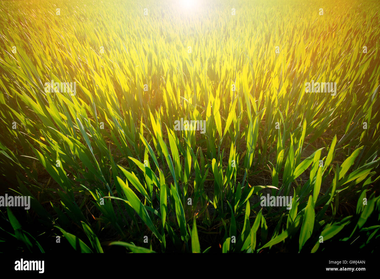 Sunny green field at summer. Nature concept Stock Photo - Alamy