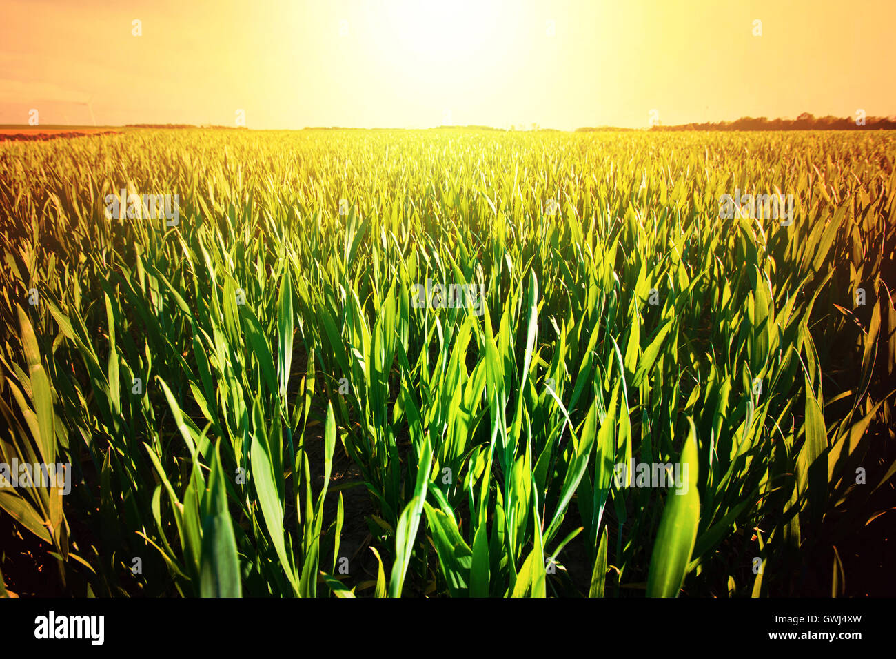 Sunny Field Background