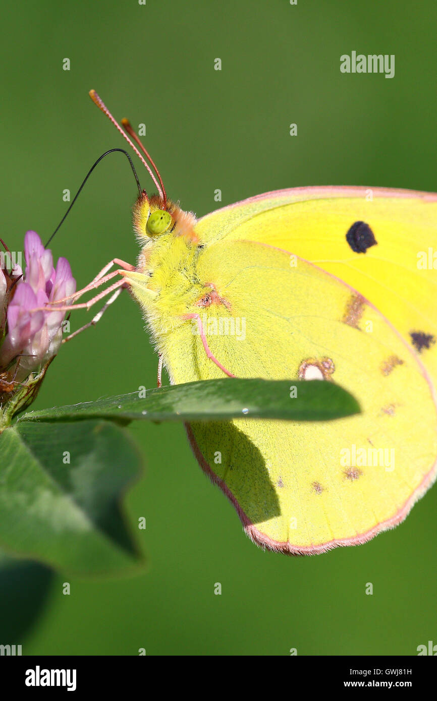 Yellow, green and pink butterfly macro portrait on a purple flower ...