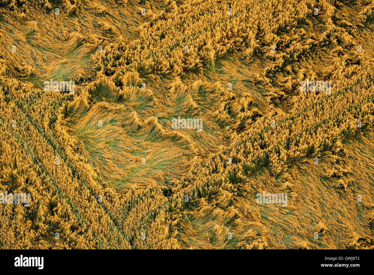 Grain corn hi-res stock photography and images - Alamy