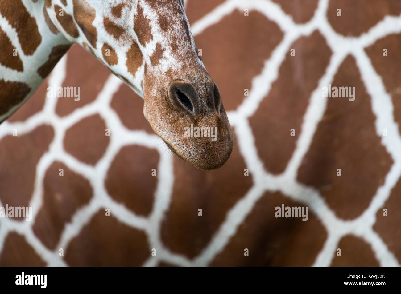 giraffe, coat, mouth, detail Stock Photo - Alamy