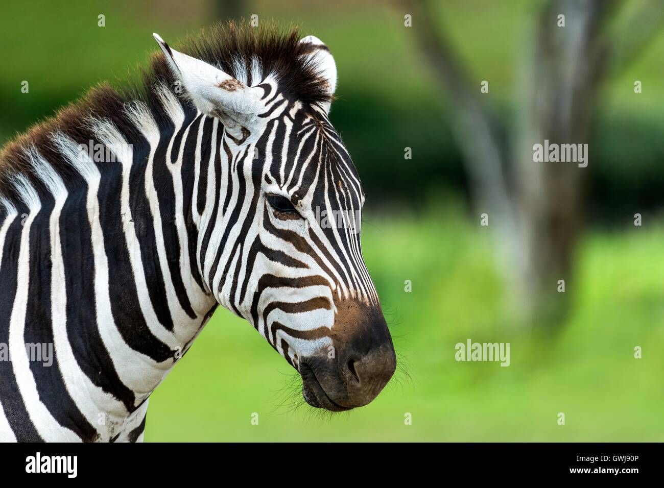 Zebra head hi-res stock photography and images - Alamy