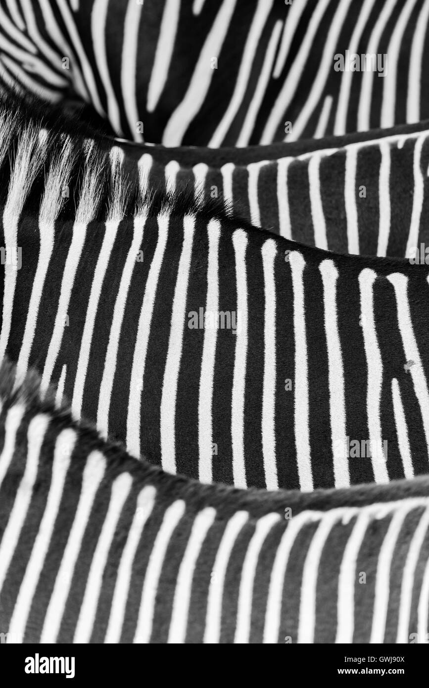 zebra, coat, detail, stipes Stock Photo - Alamy