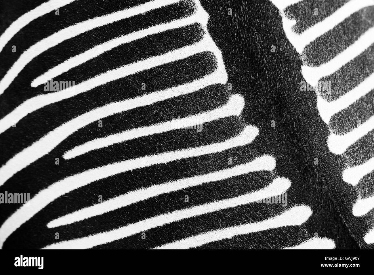 Zebra coat hi-res stock photography and images - Alamy