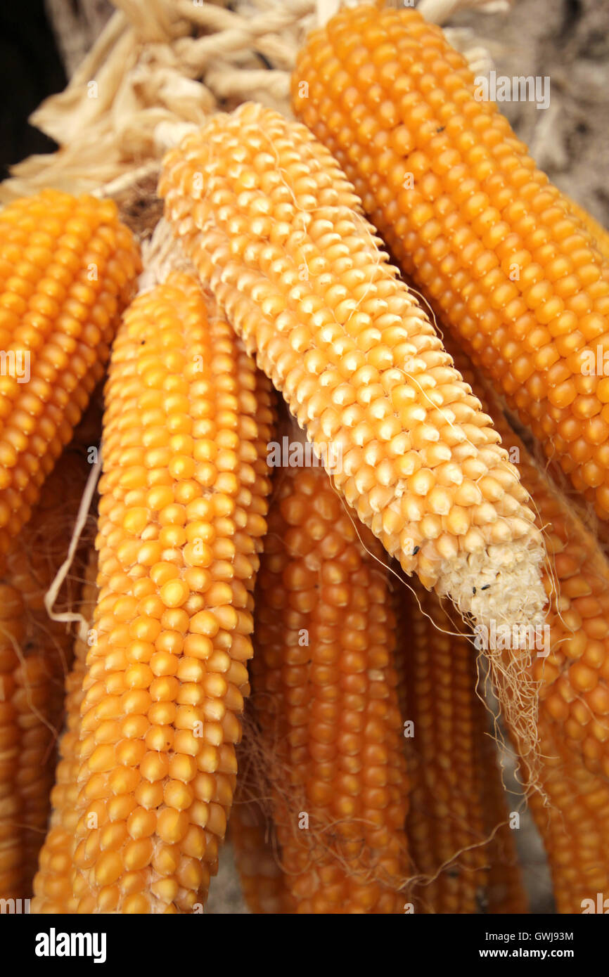 Hanging indian corn hi-res stock photography and images - Alamy
