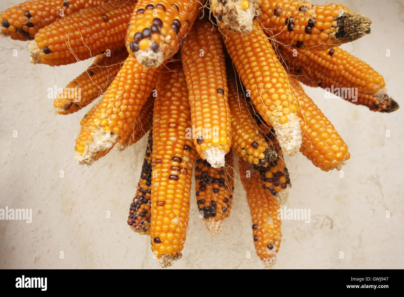 Tribal drink of india hi-res stock photography and images - Alamy