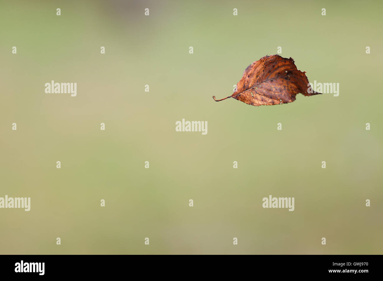Blowing Leaf High Resolution Stock Photography and Images - Alamy