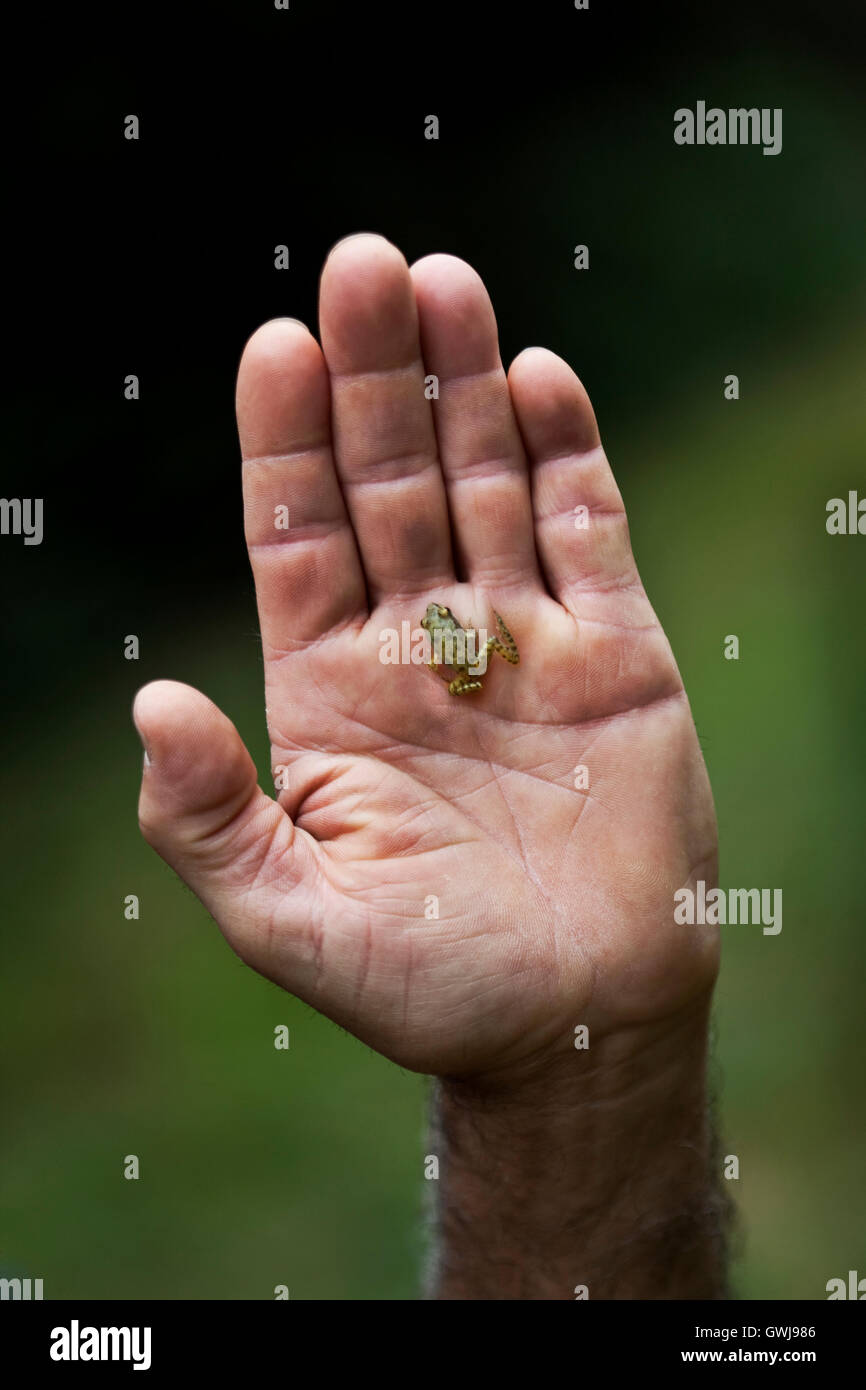 Small frog climbing a human hand in a park Stock Photo - Alamy