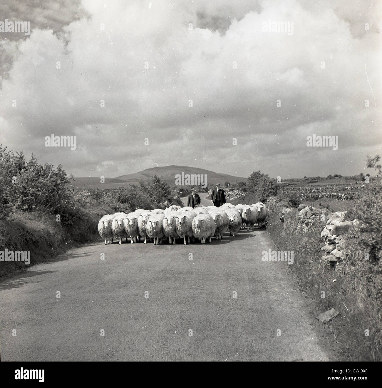 Farming ireland 1950s hi-res stock photography and images - Alamy