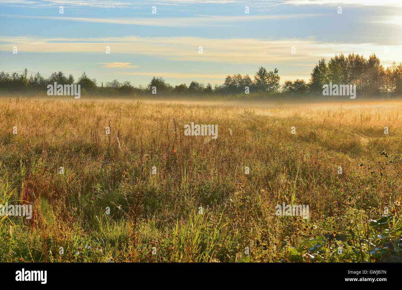 The early autumn morning mist in the field Stock Photo - Alamy