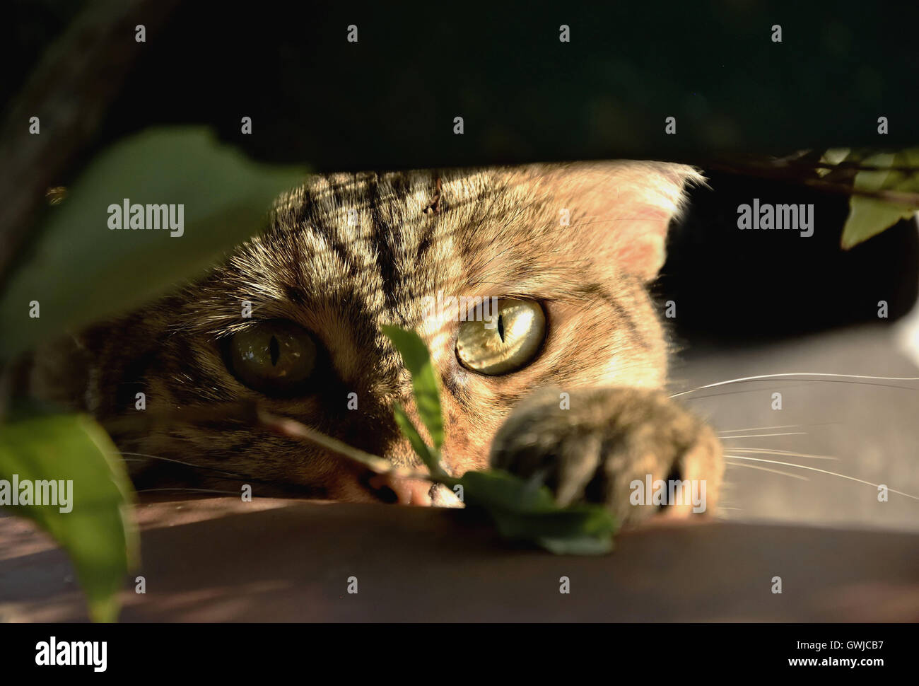 A cat hides in the garden Stock Photo - Alamy