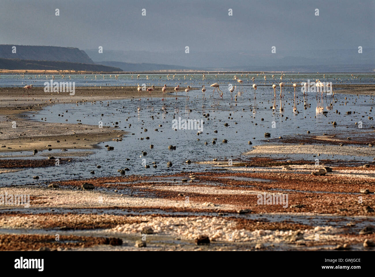 Landscape of Lake Magadi with flamingos and salt/mineral deposits on ...
