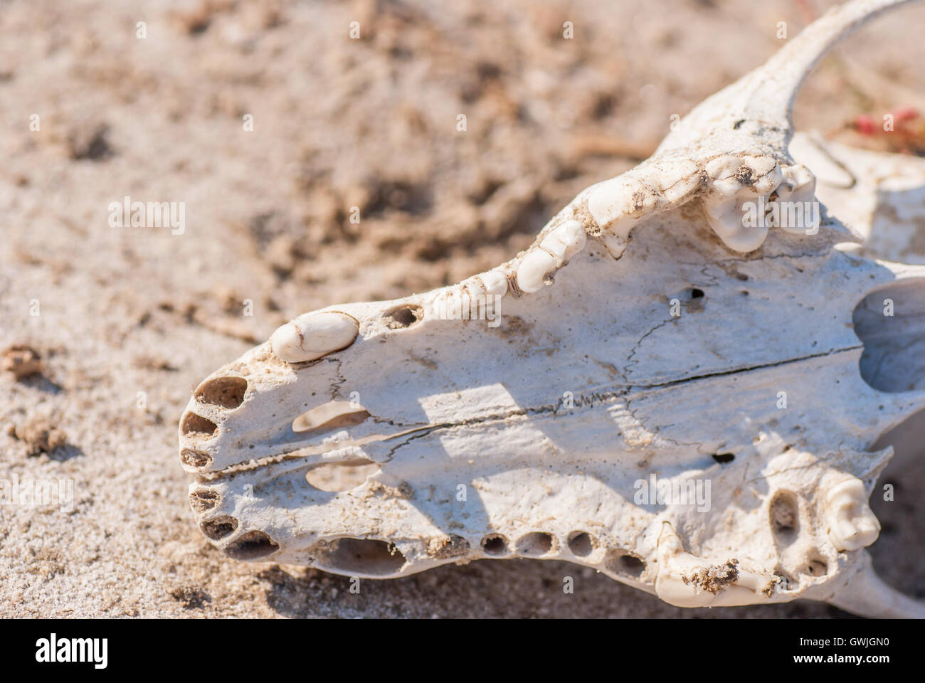 Dog skull anatomy hi-res stock photography and images - Alamy