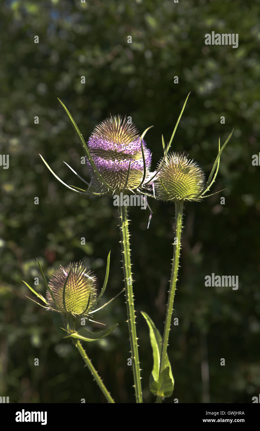 Group of teasels hi-res stock photography and images - Alamy