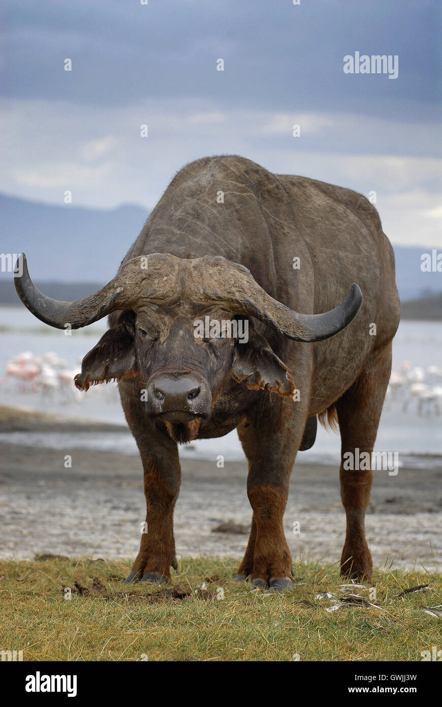 Vertical image of water buffalo on lake shore. Lake Nakuru, Kenya Stock ...