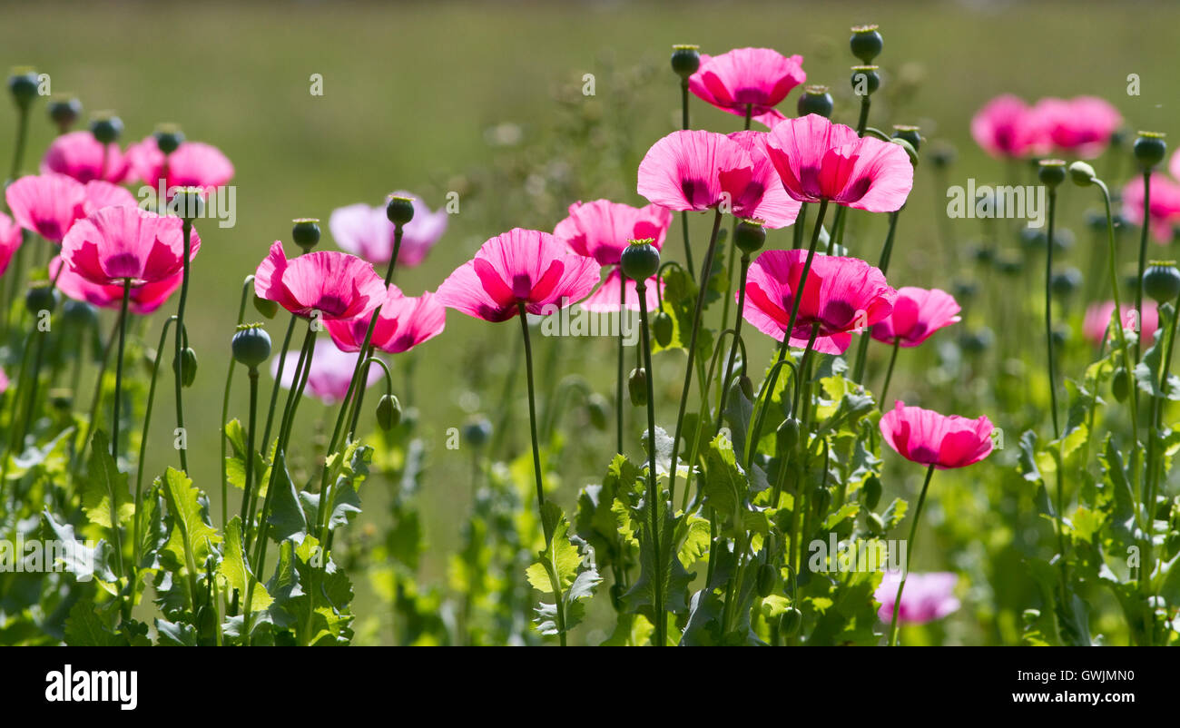 Poppy field with pink poppy flowers in sunshine hi-res stock ...