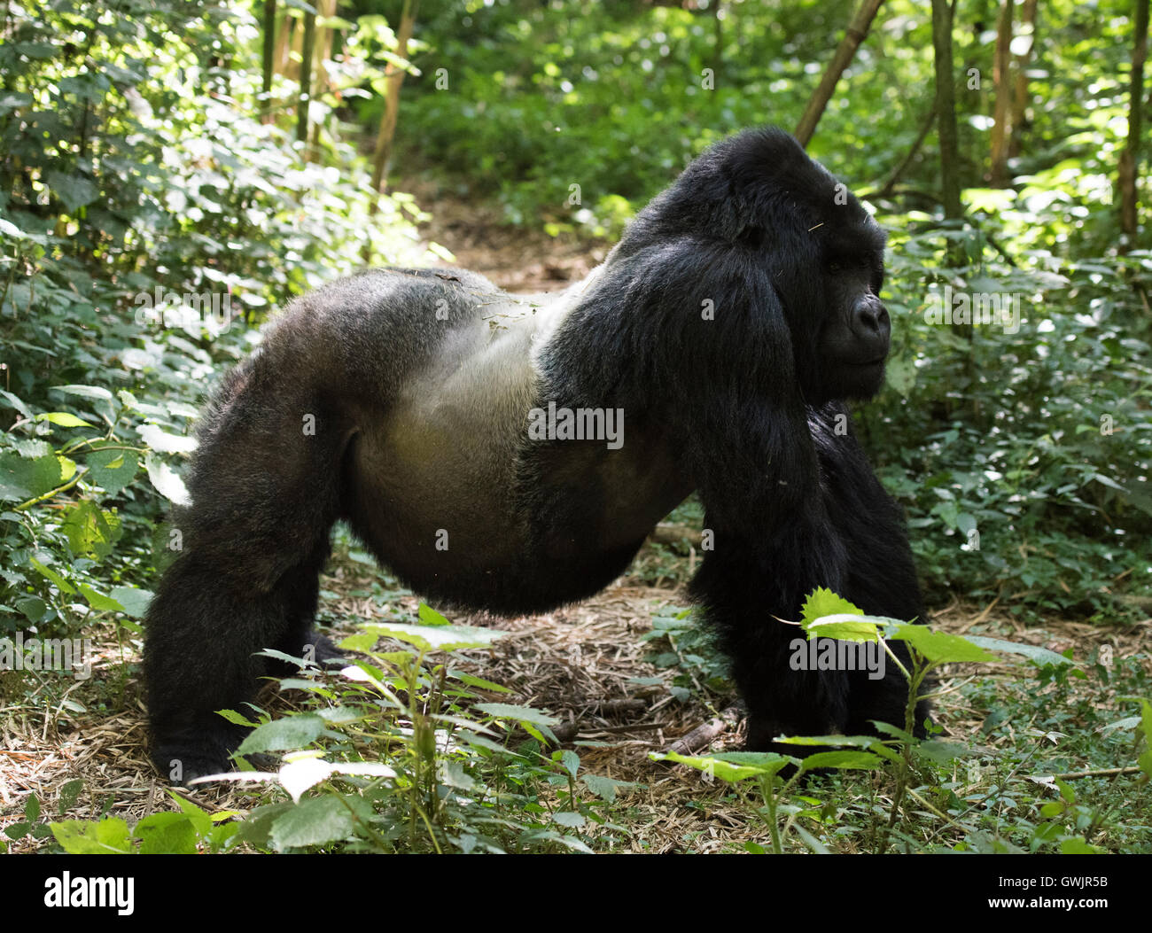 Silverback in Virunga National Park Rwanda Stock Photo - Alamy