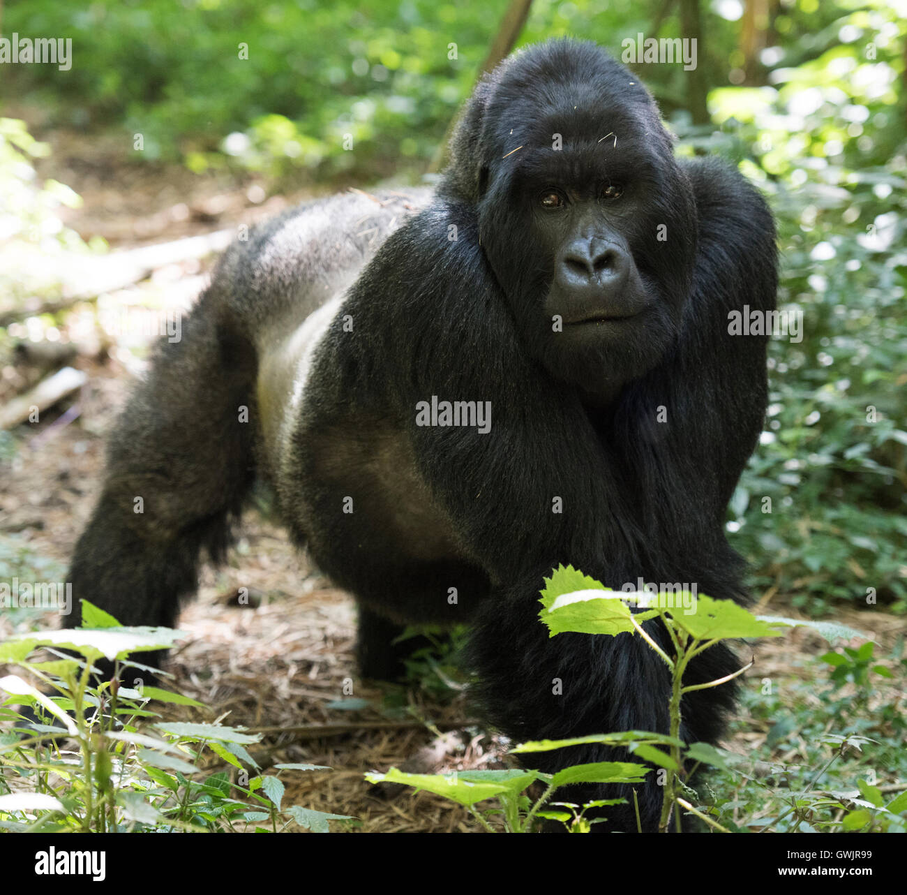 Silverback in Virunga National Park Rwanda Stock Photo - Alamy