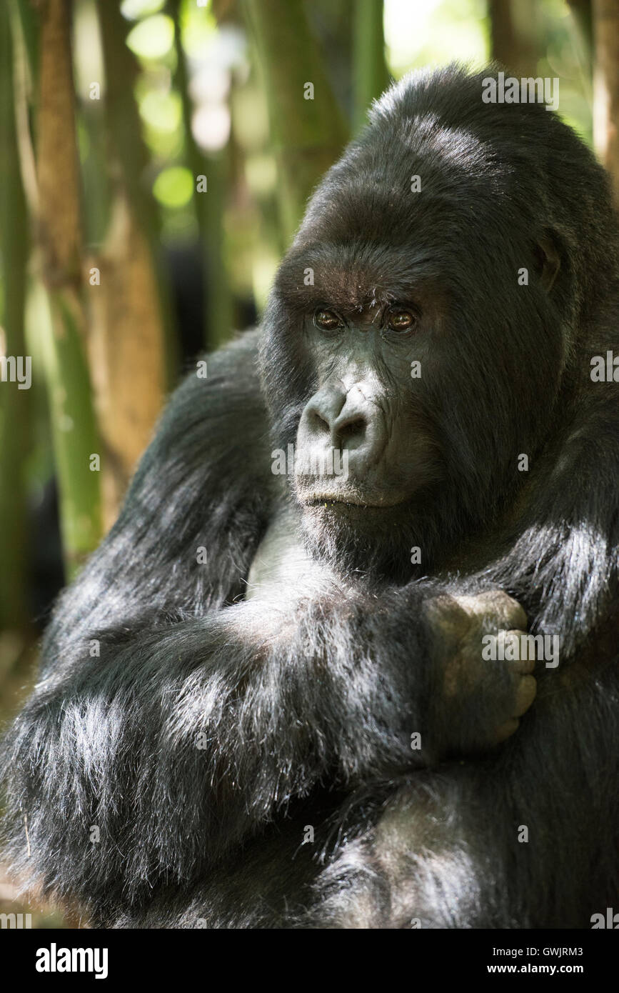 Silverback in Virunga National Park Rwanda Stock Photo - Alamy
