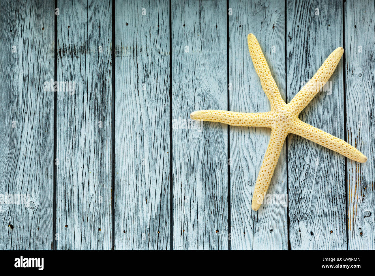 White sea star hi-res stock photography and images - Alamy