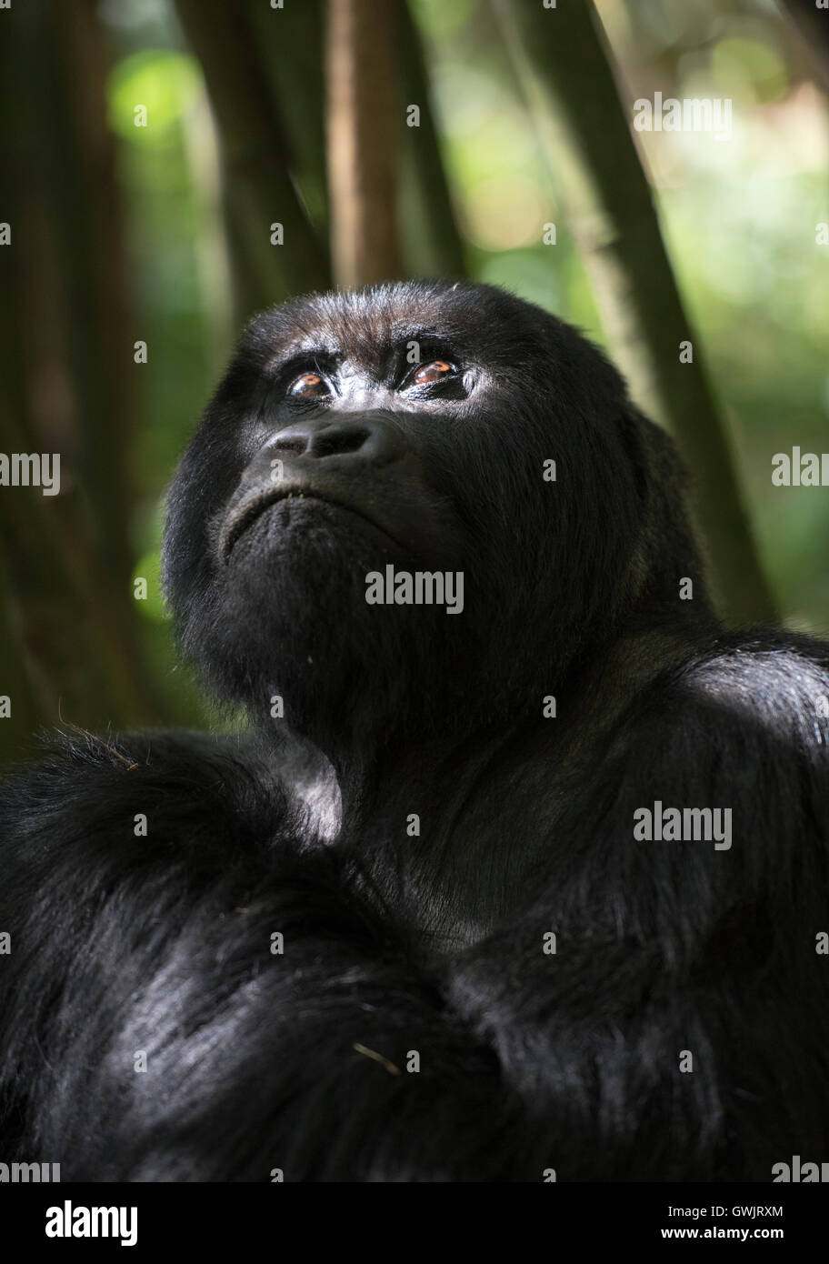Silverback in Virunga National Park Rwanda Stock Photo - Alamy
