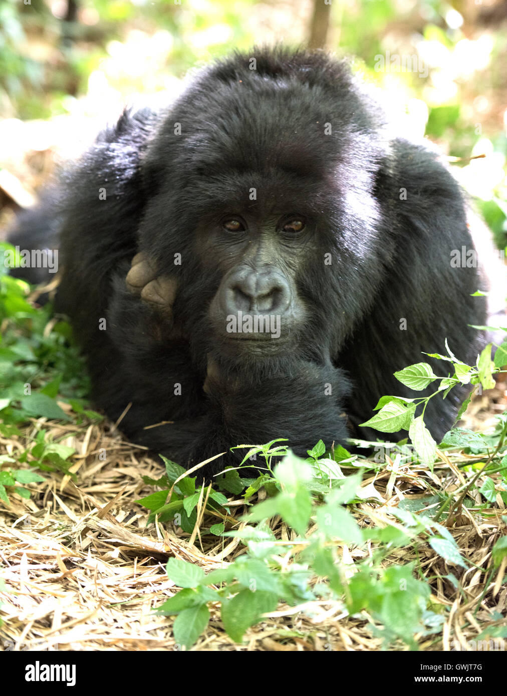 Silverback in Virunga National Park Rwanda Stock Photo - Alamy