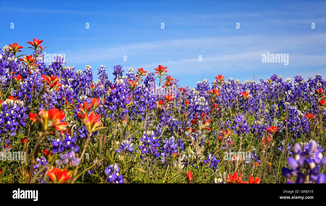 Field of Texas spring wildflowers including bluebonnets and indian ...