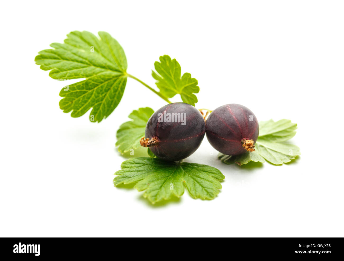 Fresh gooseberry with leaves on white background Stock Photo - Alamy