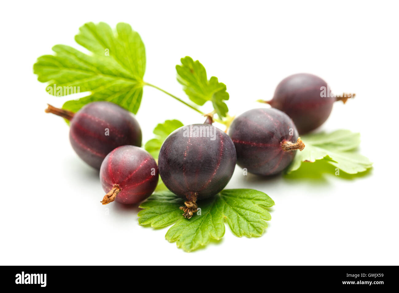 Fresh gooseberry with leaves on white background Stock Photo - Alamy