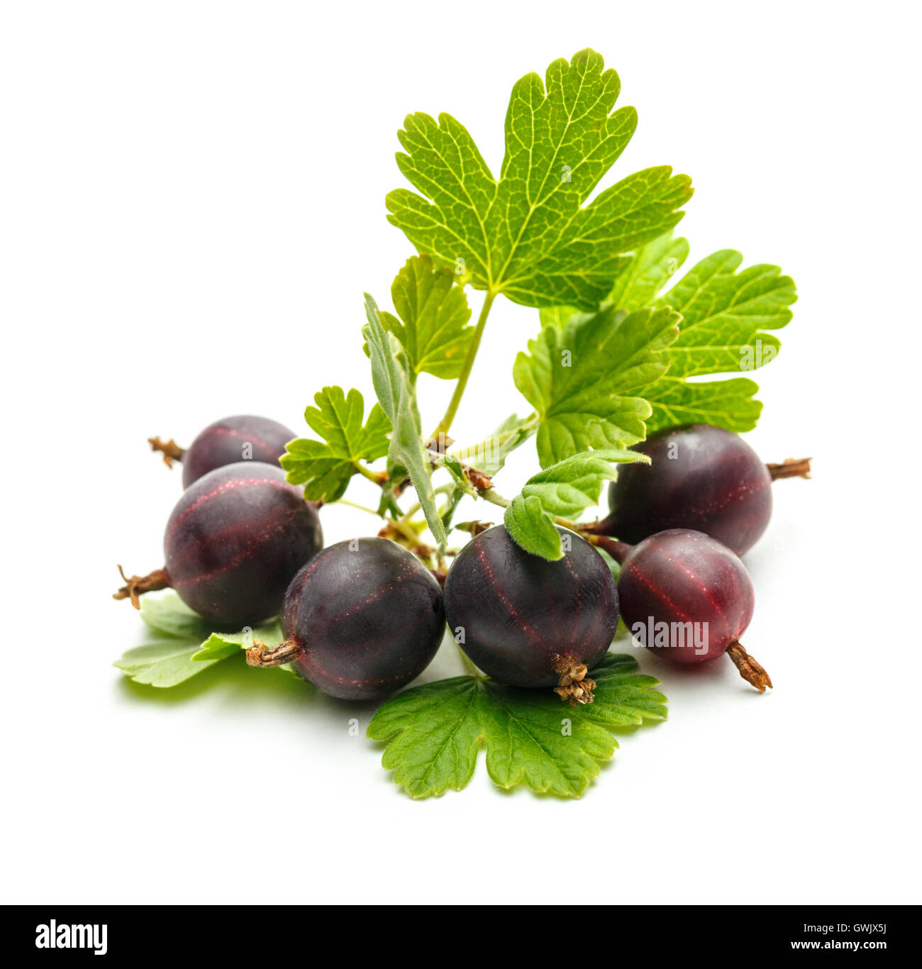 Fresh gooseberry with leaves on white background Stock Photo - Alamy