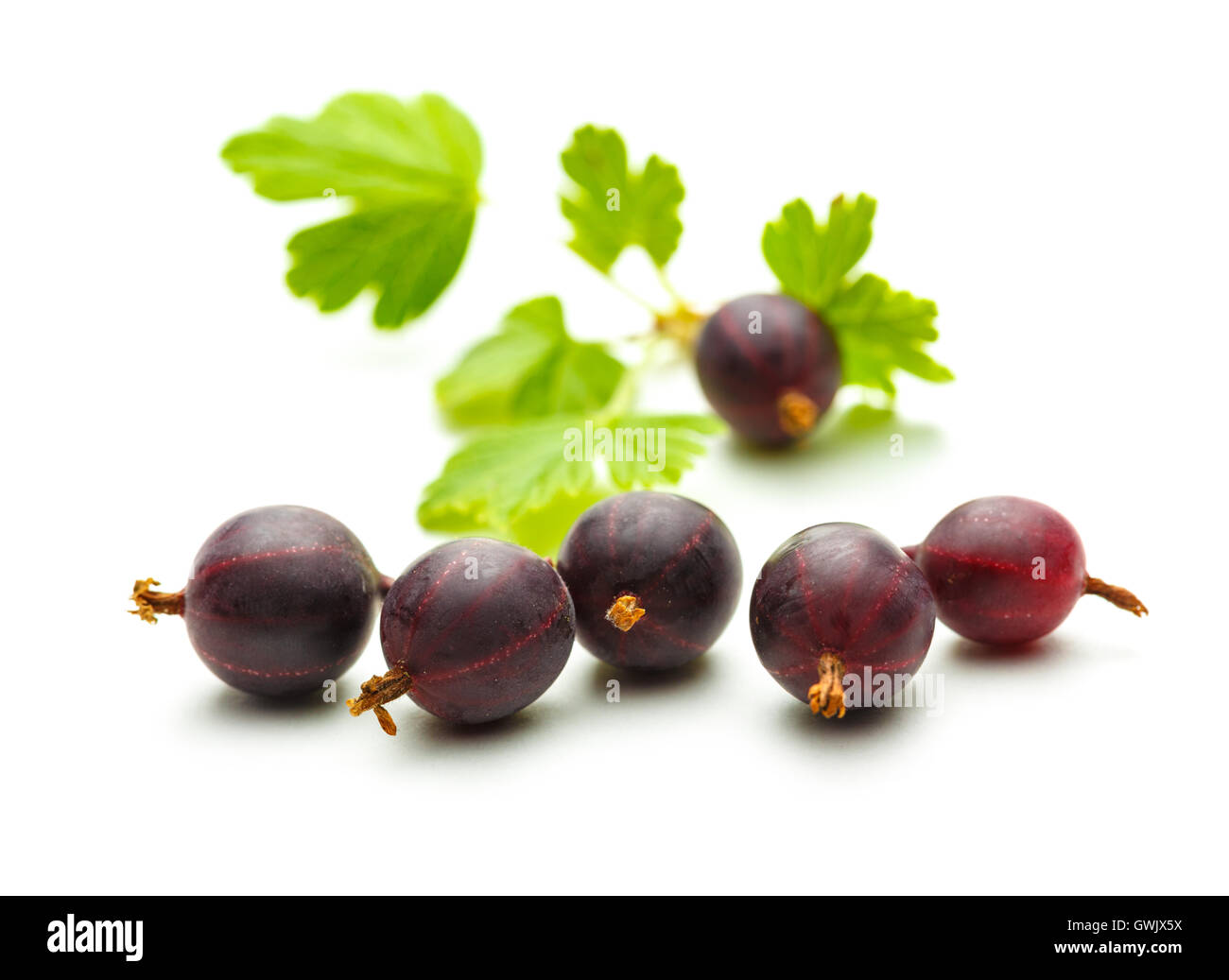 Fresh gooseberry with leaves on white background Stock Photo - Alamy