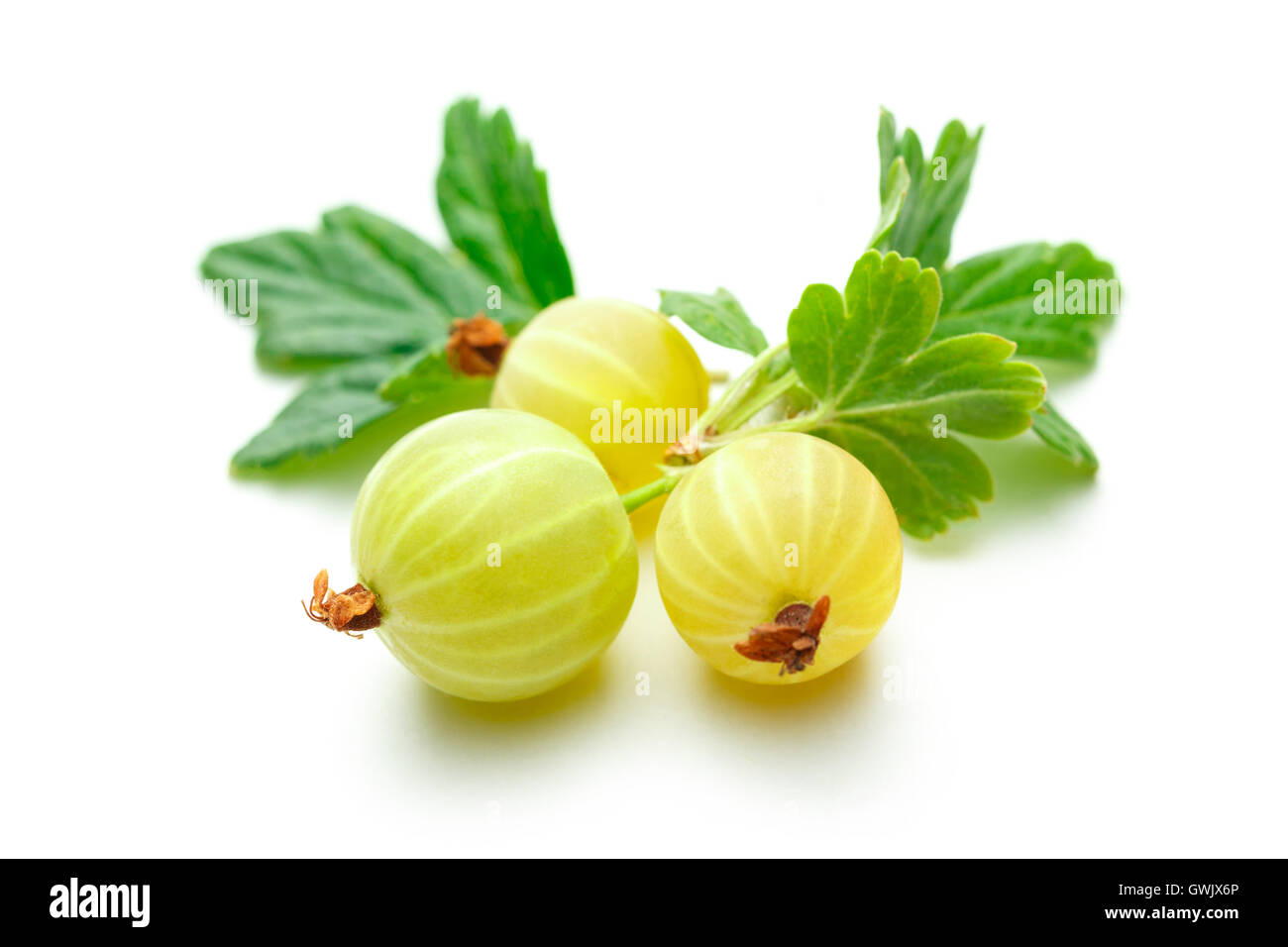 Fresh gooseberry with leaves on white background Stock Photo - Alamy