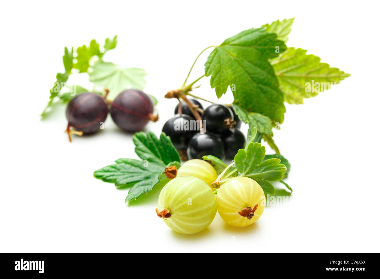 Currant gooseberry bunch branch hi-res stock photography and images - Alamy