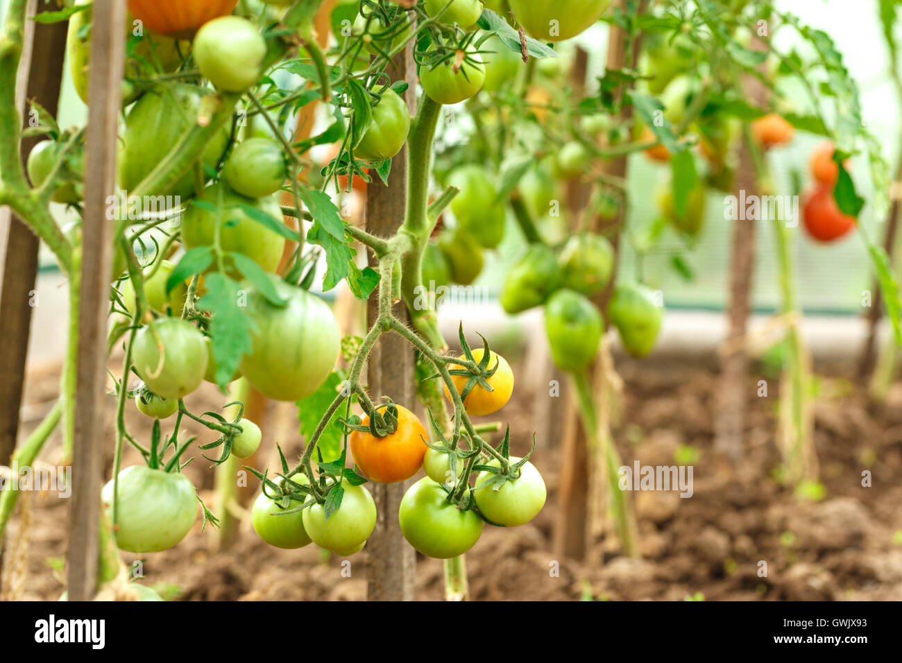Fresh tomato bushes in greenhouse in closeup Stock Photo - Alamy