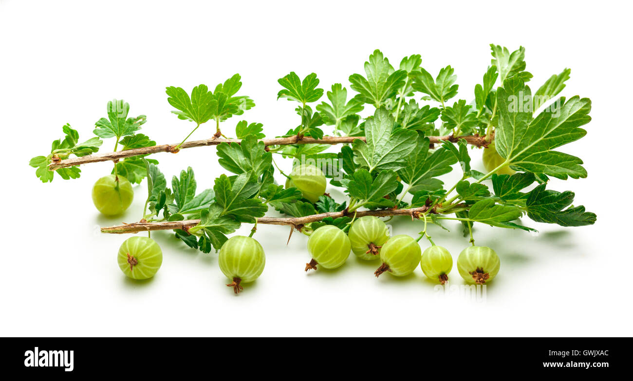 Branch of fresh gooseberry on white background Stock Photo - Alamy