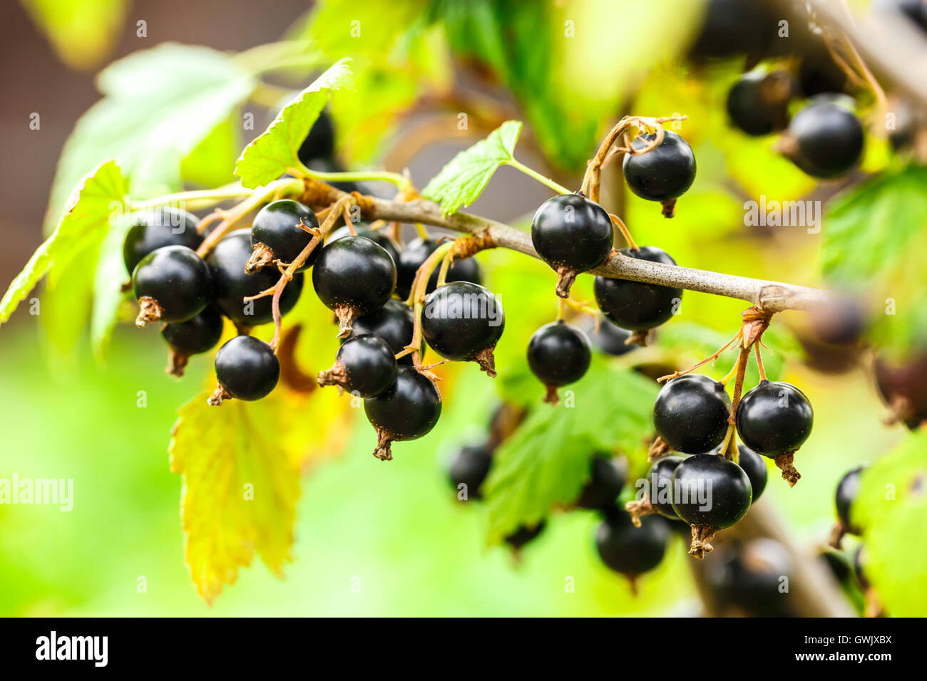Branch fresh hi-res stock photography and images - Alamy
