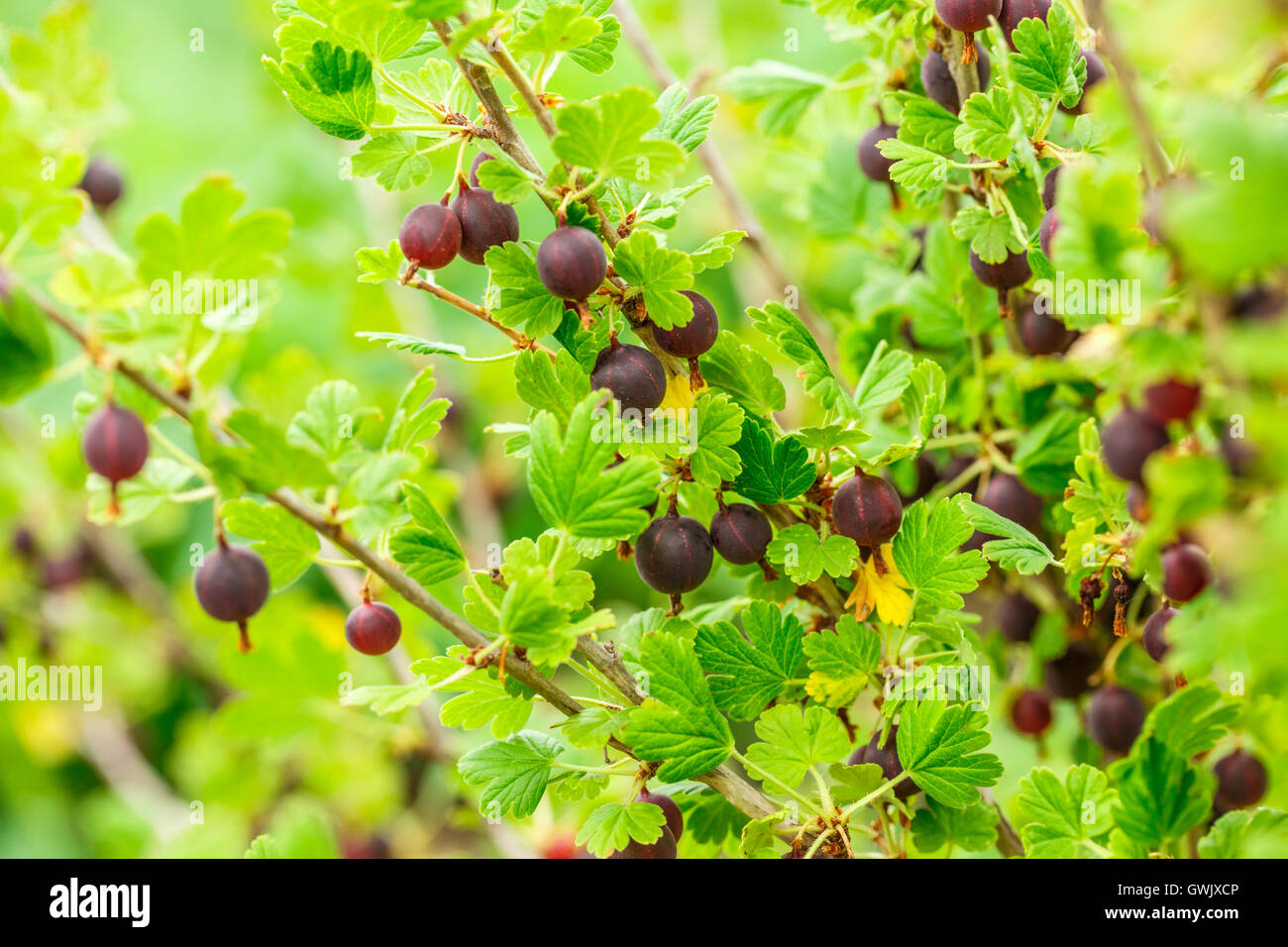 Fresh red green gooseberry hi-res stock photography and images - Alamy