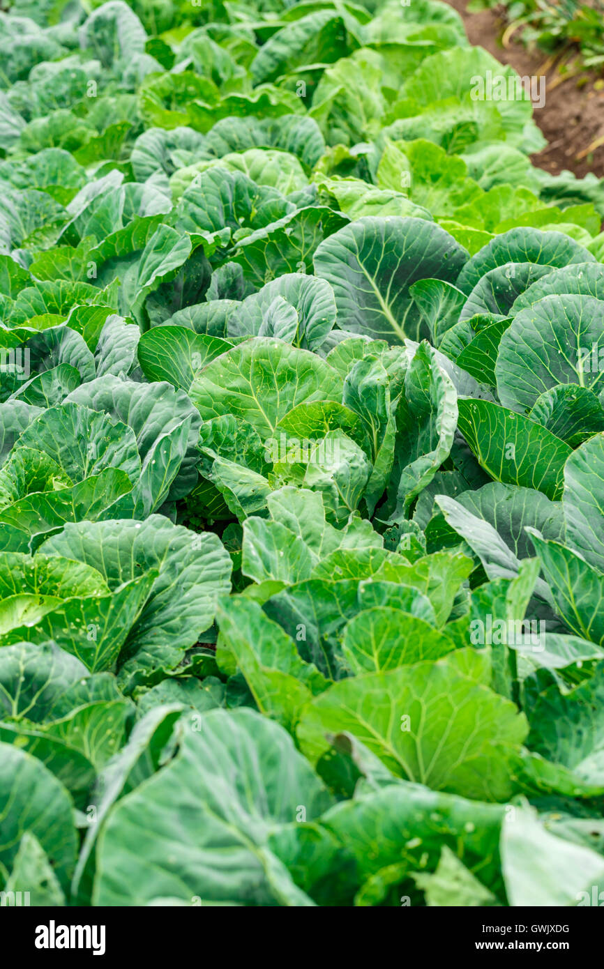 Young green heads of cabbage in closeup Stock Photo - Alamy