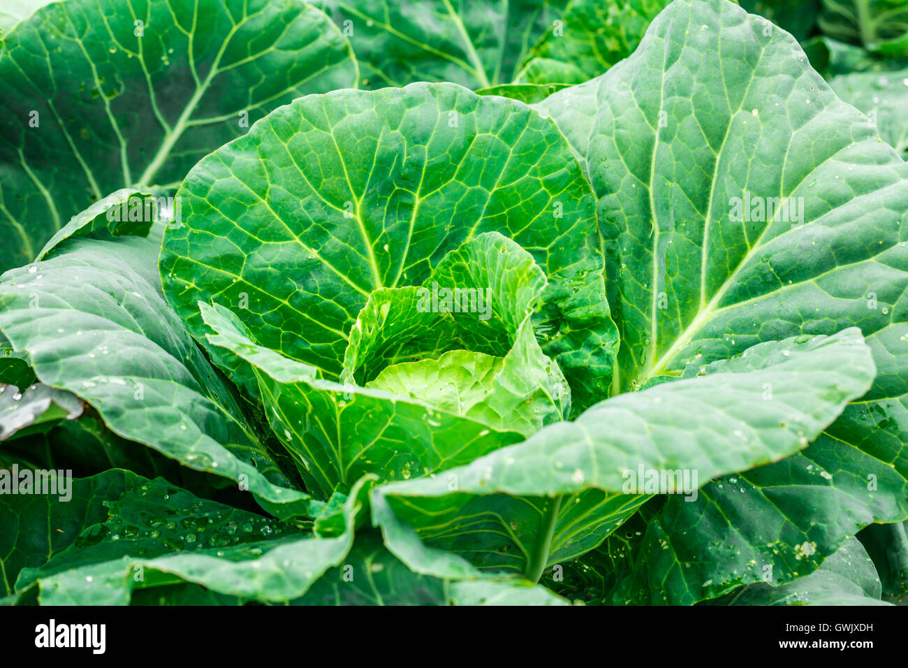 Cabbage garden hi-res stock photography and images - Alamy