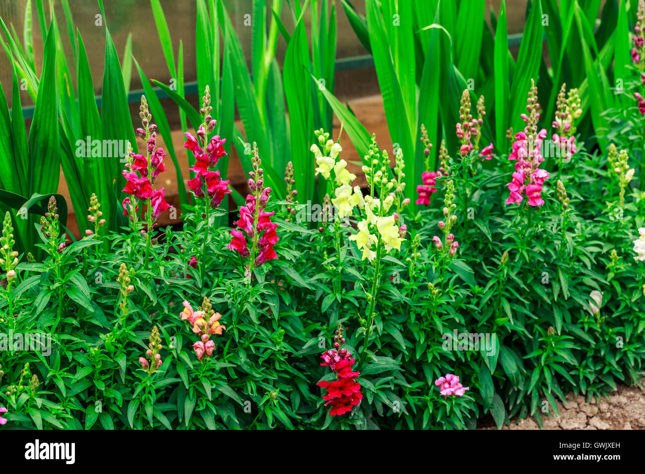 Summer flowers outdoors in the garden closeup Stock Photo - Alamy