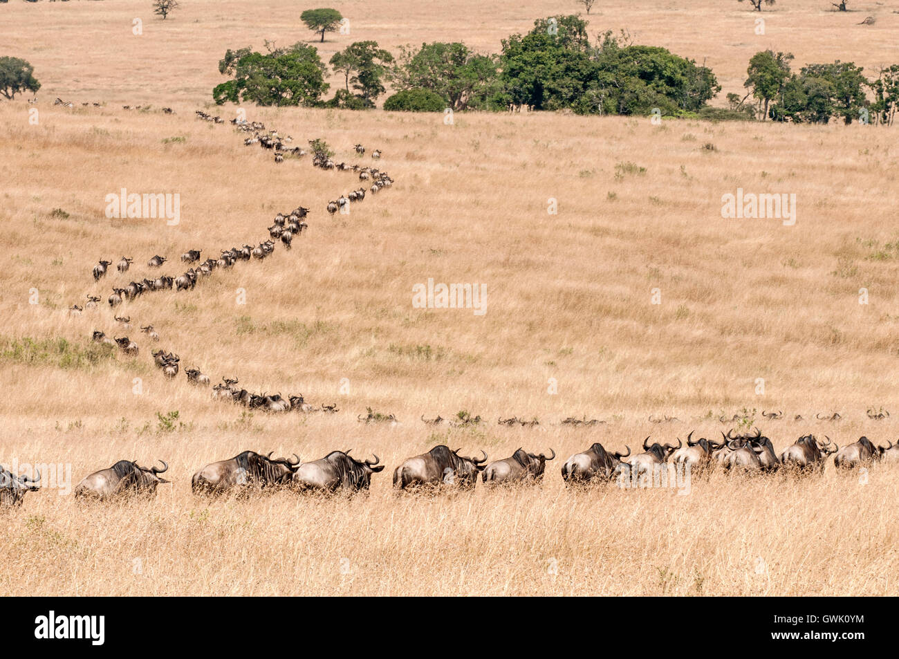 Migrating animals hi-res stock photography and images - Alamy
