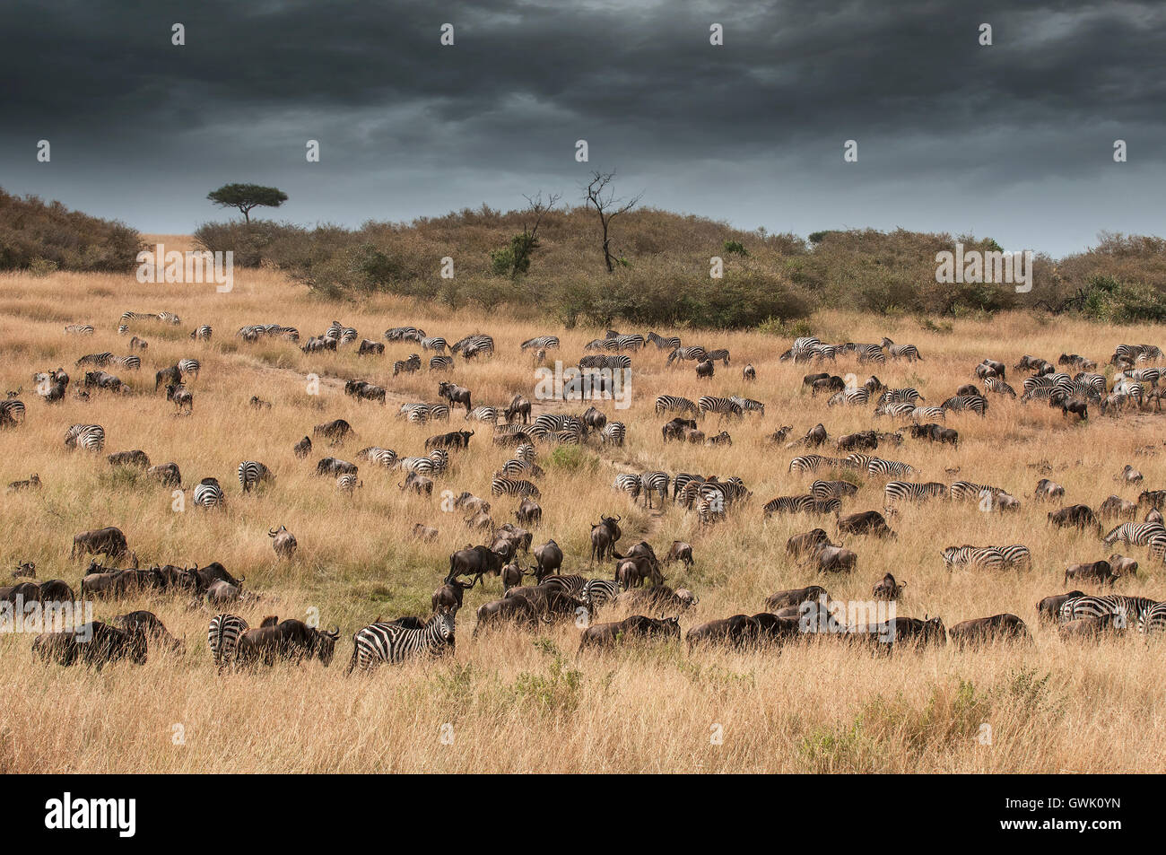 Zebras, wildebeest and water buffalo gather under a storm during the ...