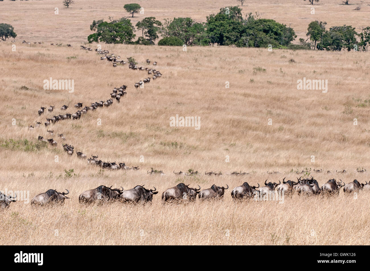 Migrating animals hi-res stock photography and images - Alamy