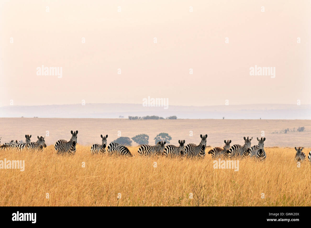Zebra migration hi-res stock photography and images - Alamy