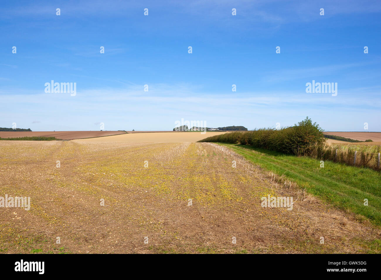 Blue sky over cultivated fields and hedgerows of the Yorkshire wolds ...