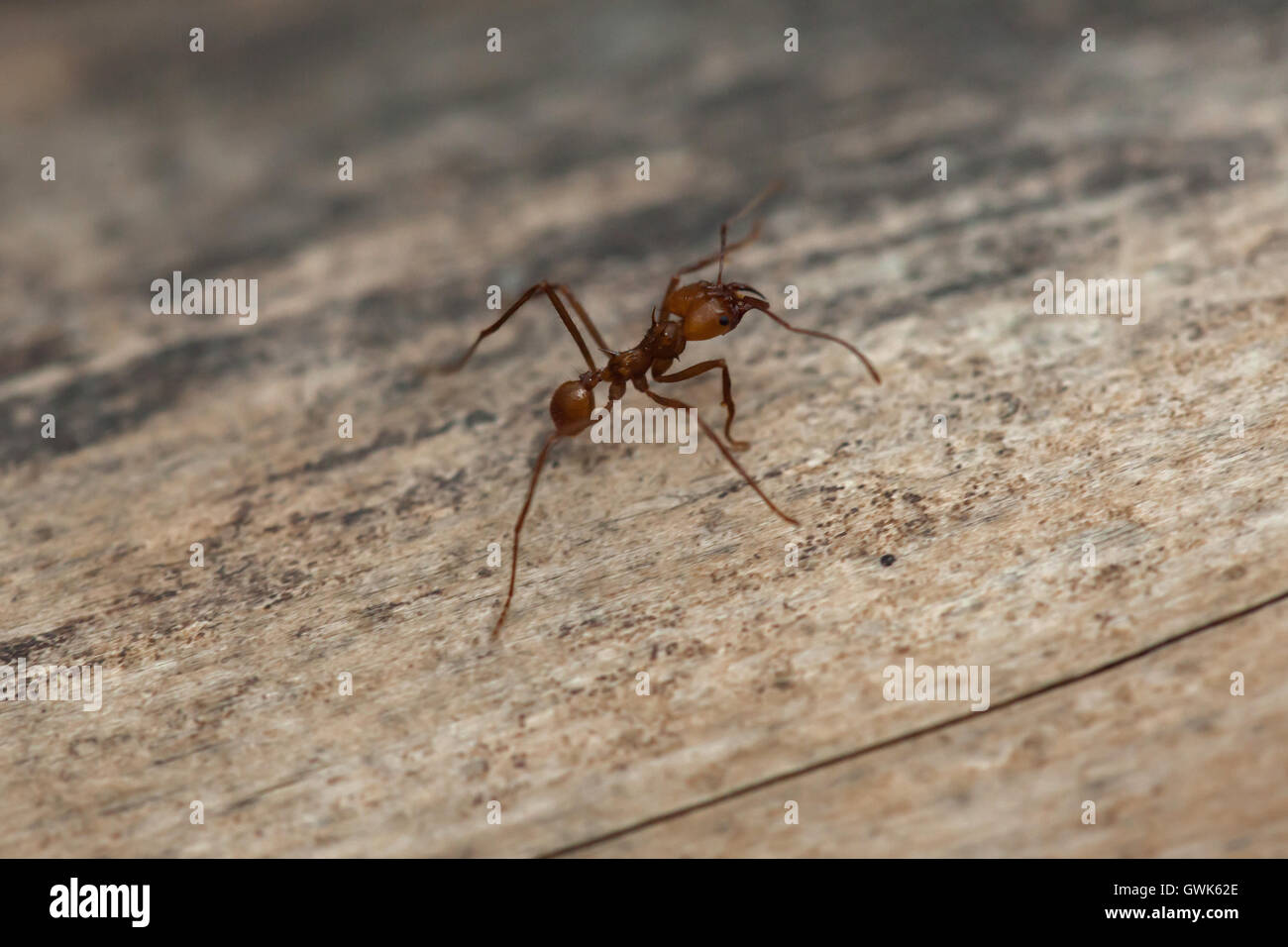Attini atta hi-res stock photography and images - Alamy