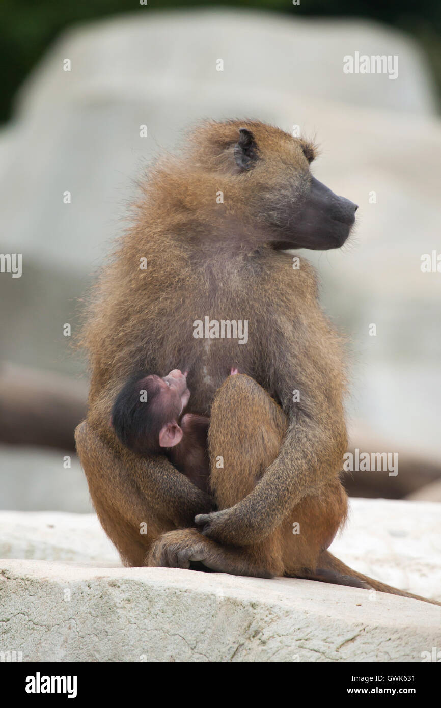 Baby baboons feeding hi-res stock photography and images - Alamy