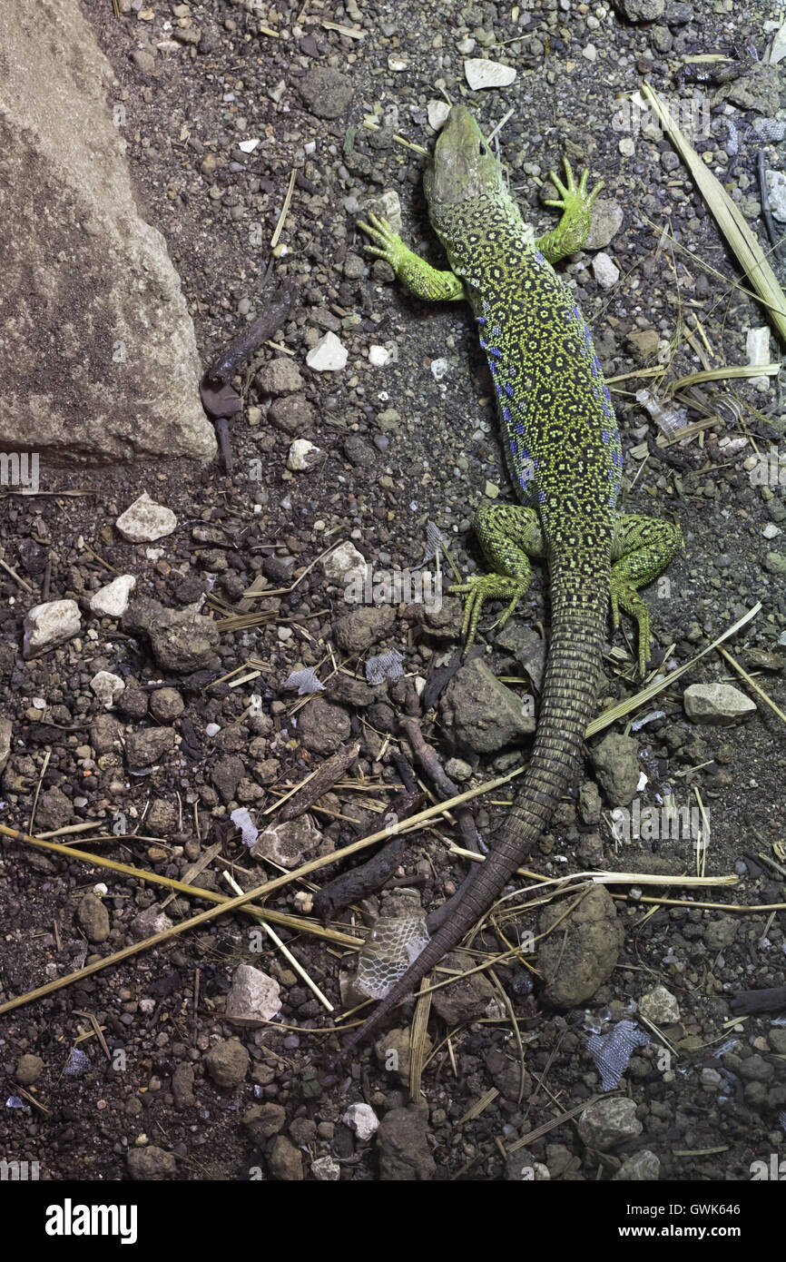 Ocellated lizard (Timon lepidus), also known as the jeweled lacerta ...
